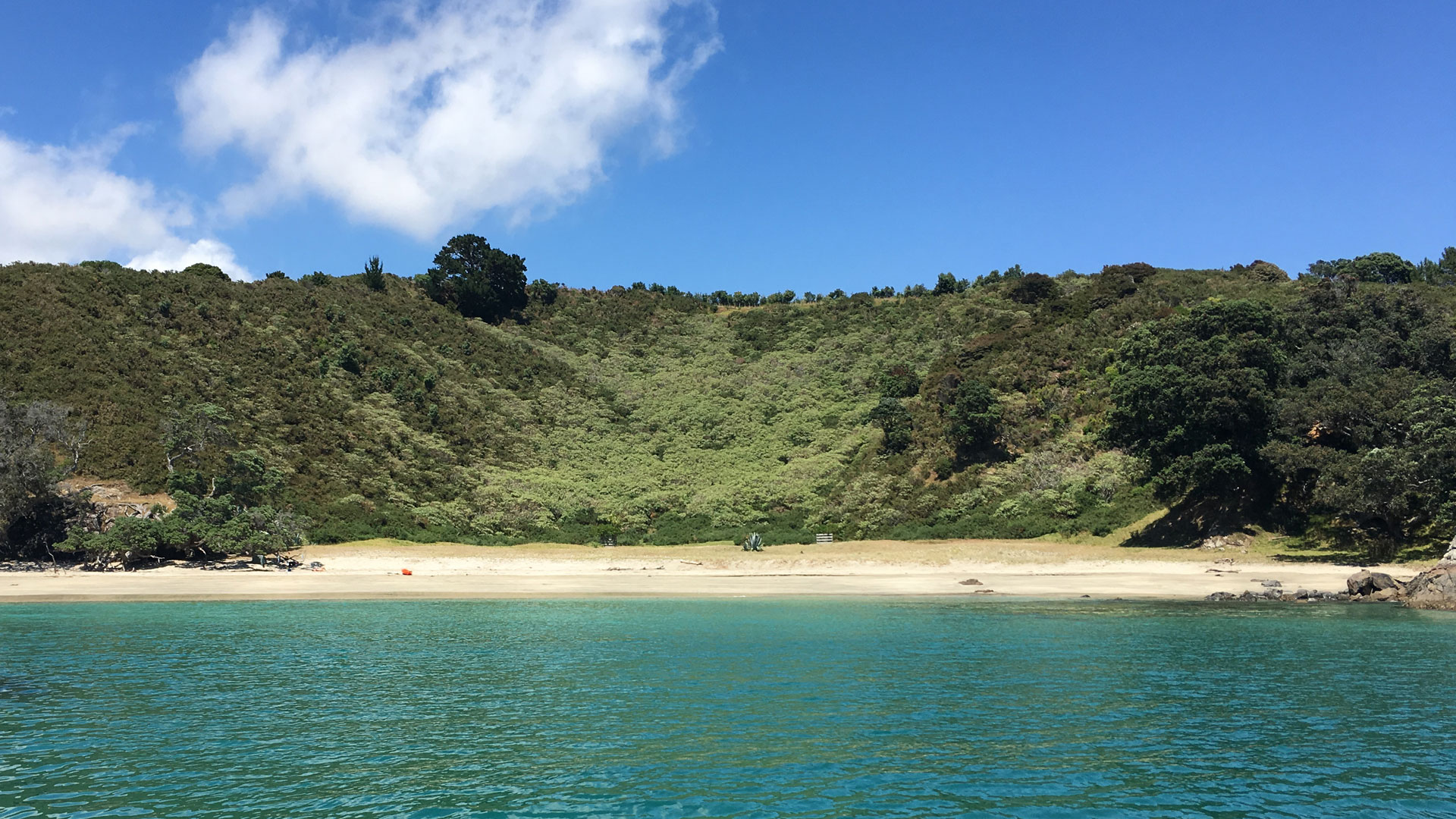 Waiheke Island Bush & Beach Walk | New Zealand | Gifting Owl